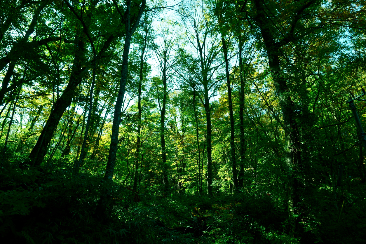 Quantify Your Environmental Impacts with IMPLAN